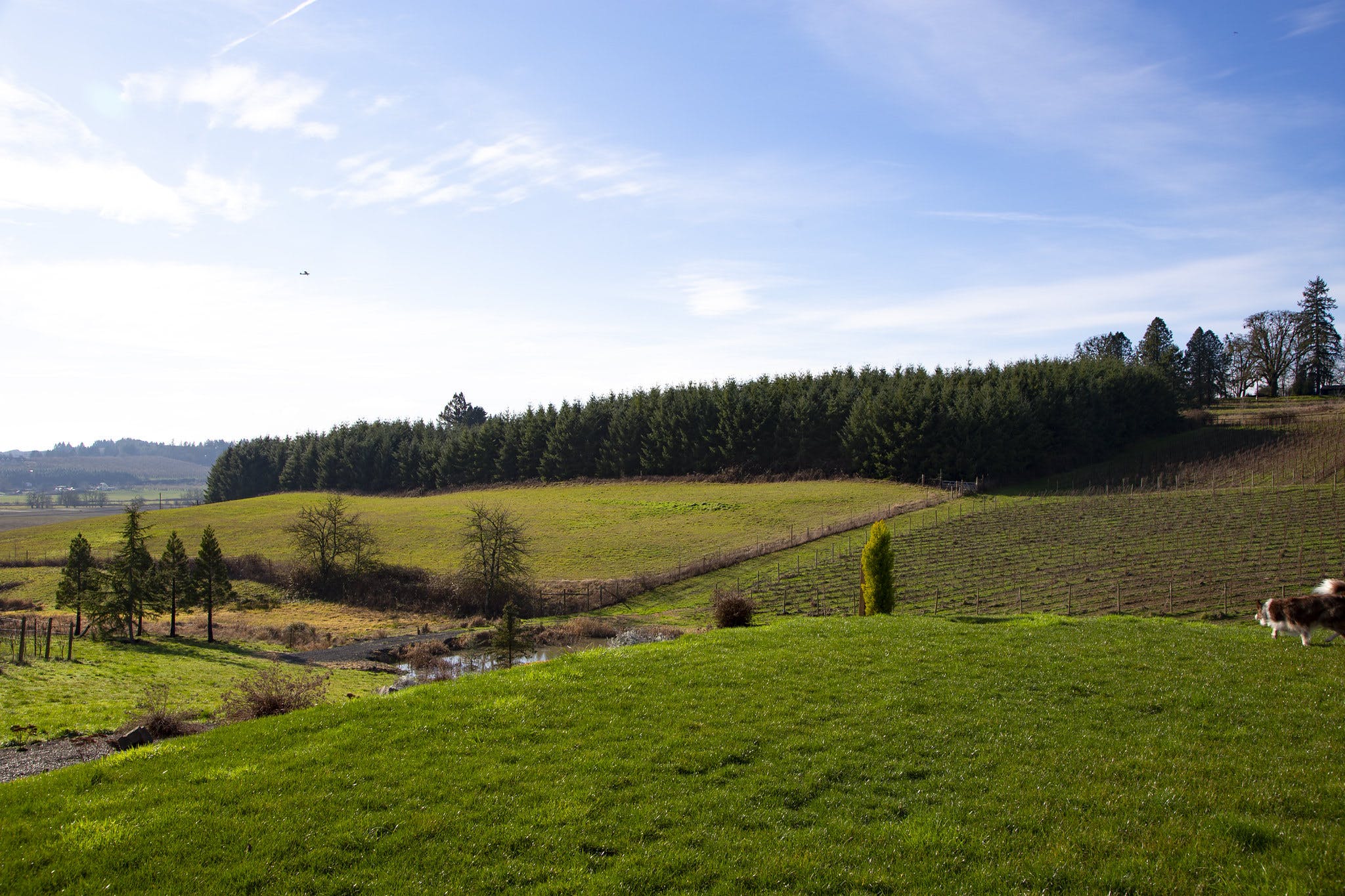 5,311 Miles West of Burgundy: Domaine Divio. - Taste Newberg