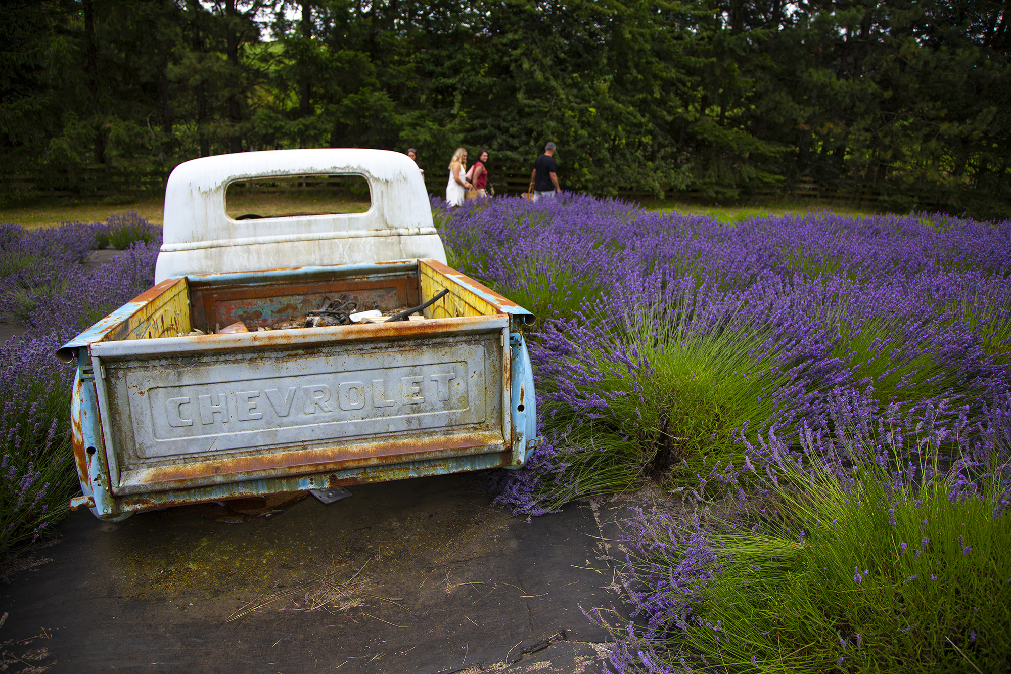 Newberg Lavender Trail | Lavender Fields | Taste Newberg